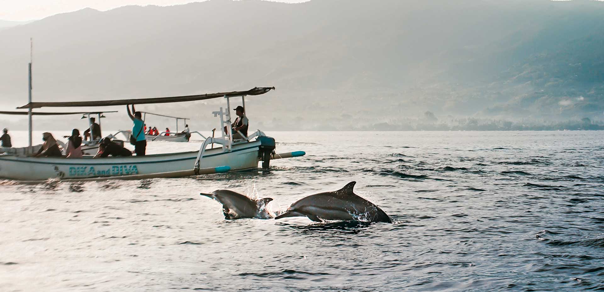 Bali Dolphin Tour - See the Dolphins in their Natural Habitat